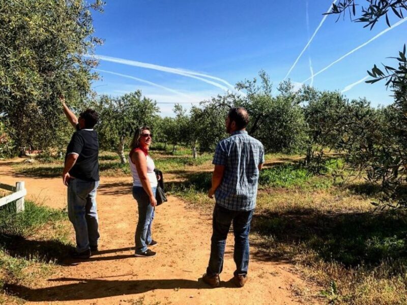 From Seville: Olive Oil Farm Tour - In The Sum Up