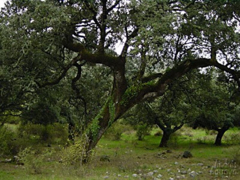 From Seville: Private Day Trip to Ronda and Granada - Authentic Experiences and Tips