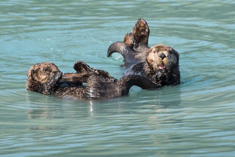 From Seward: Half-Day Resurrection Bay Wildlife Cruise Tour - FAQ