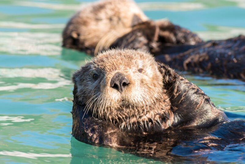 From Seward: Kenai Fjords National Park Cruise with Lunch - FAQ