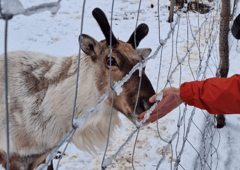From Seyðisfjörður: Stuðlagil Canyon and Reindeer Park Tour - Introduction: A Tour for Nature Lovers and Curious Travelers