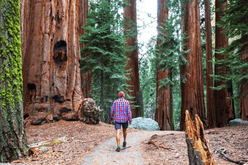 From SF: Alcatraz Day Tour, Muir Woods Visit & Wine Tasting - What’s Included and What’s Not