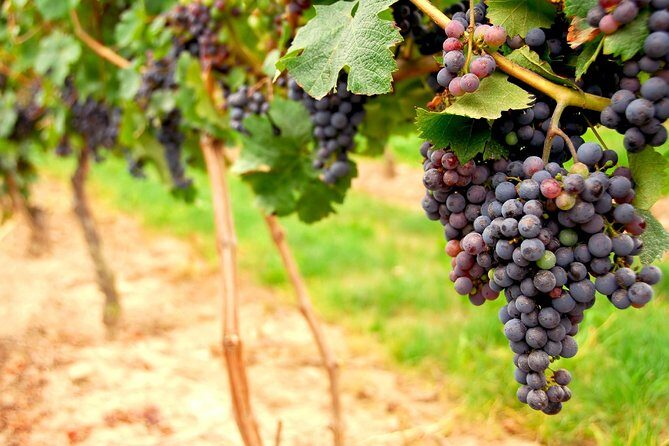 From SF: Napa and Sonoma Valley Wine Experience with 3 Wineries - An Overview of the Tour