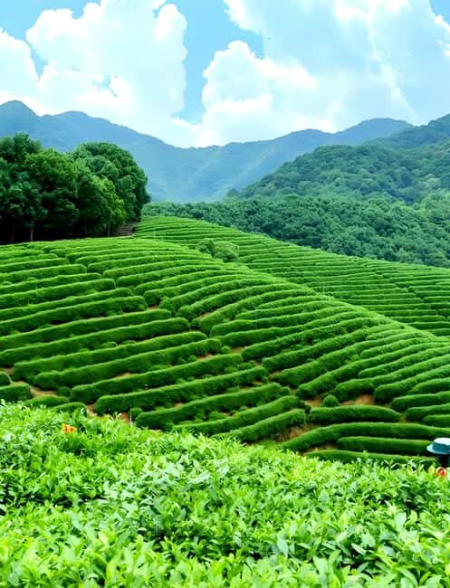 From Shanghai: 7-Day Tour to Huangshan, Hangzhou & Wuzhen - Who is This Tour Best For?