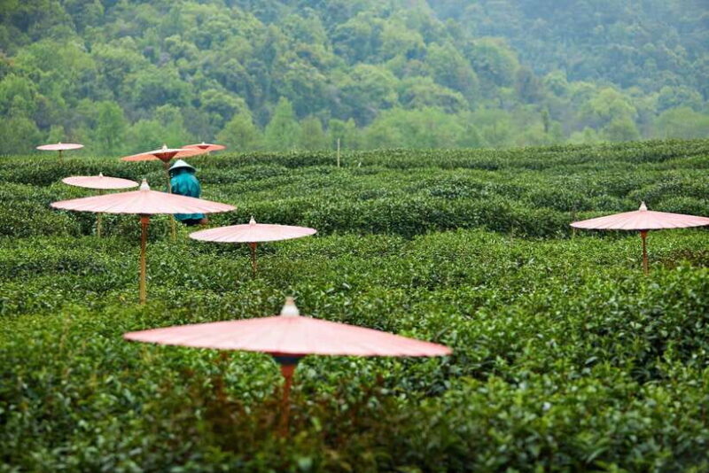 From Shanghai: Hangzhou Private Day Trip by Bullet Train - A Closer Look at the Shanghai to Hangzhou Private Day Trip