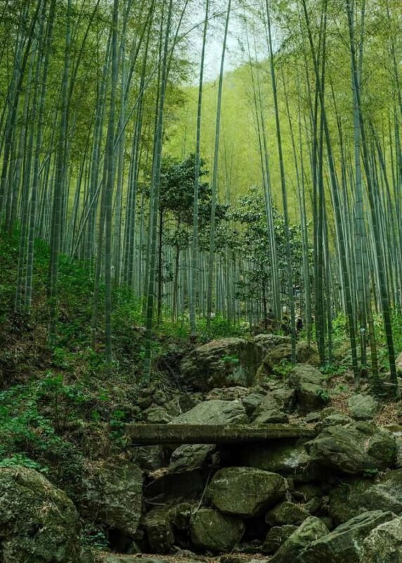 From Shanghai: Yixing Bamboo Sea and Zisha Pottery Day Trip - Key Points