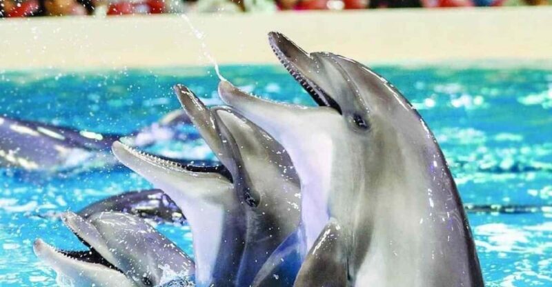 From Side Dolphin and Seal Show Ticket with Hotel Transfers - Key Points