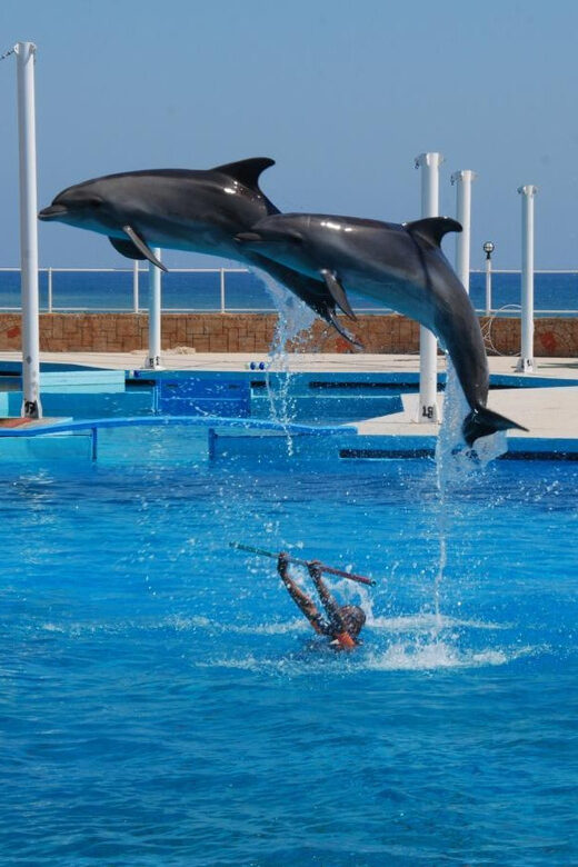 From Side Dolphin and Seal Show Ticket with Hotel Transfers - Who Will Love This Experience