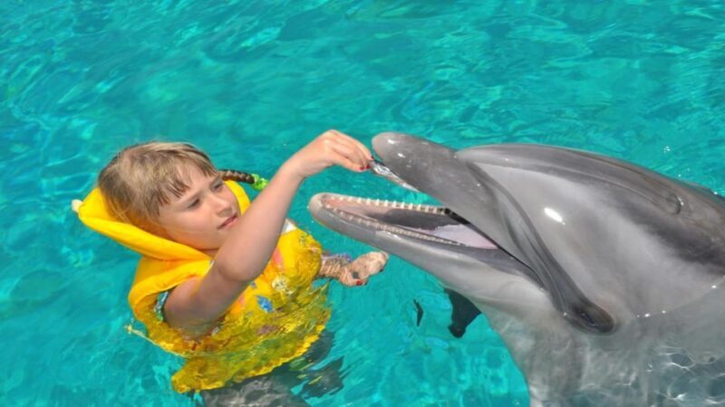 From Side Dolphin and Seal Show Ticket with Hotel Transfers - FAQs