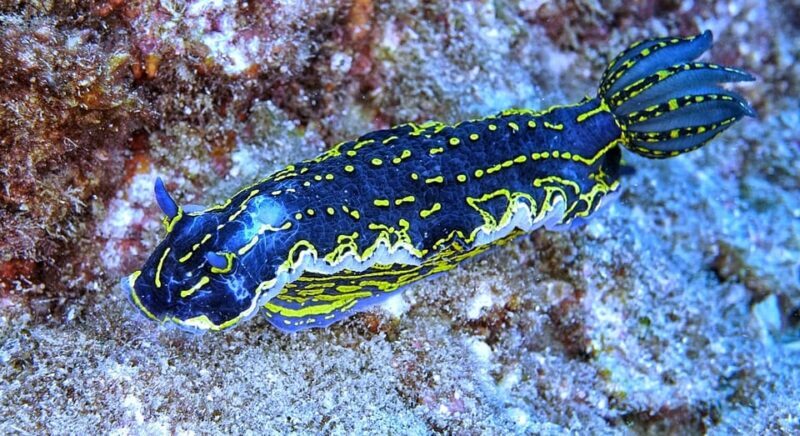 From Side: Guided Scuba Diving in Alanya w/ Lunch & Transfer - Key Points