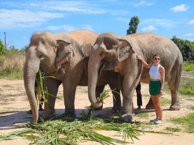 From Siem Reap: Elephant Sanctuary Experience with Transfers - What You Can Expect During the Tour
