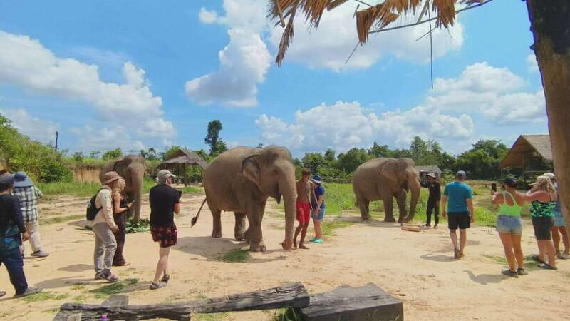 From Siem Reap: Elephant Sanctuary Experience with Transfers - Final Thoughts: Who Is This Tour Best For?