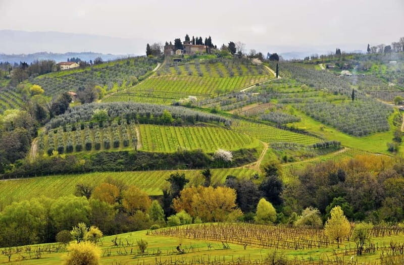 From Siena/Chianti: Dinner & Drinks in the Chianti Vineyards - Value and Pricing