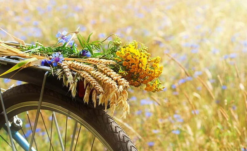 From Siena: Chianti Electric Bike Tour - Key Points