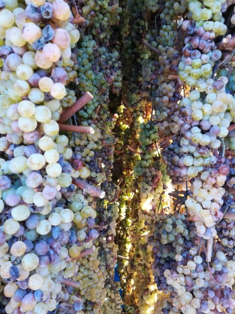 From Siena: Chianti Wine Tour with Lunch - The Sum Up: Who Should Consider This Tour?