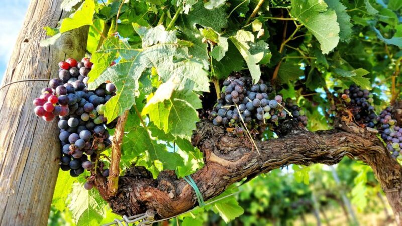 From Siena: Chianti Wine Tour with Lunch - FAQ