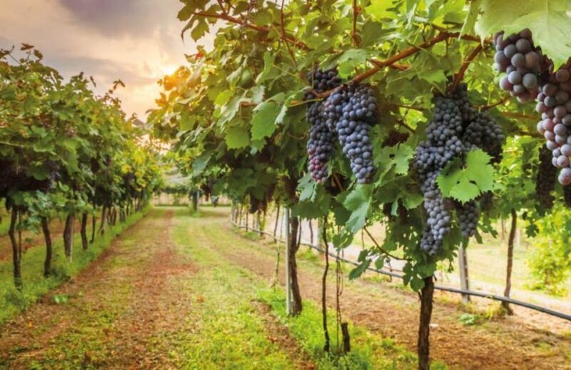 From Siena: San Gimignano, Chianti, and Montalcino Day Trip - Final Thoughts