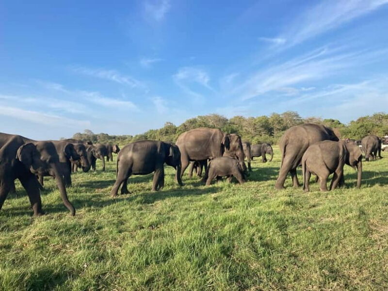 From Sigiriya/Habarana: Minneriya National Park Safari - Introduction to the Minneriya Safari Experience