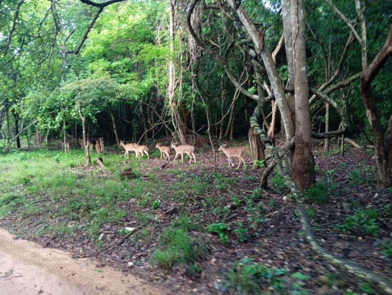 From Sigiriya/Habarana: Minneriya National Park Safari - Practical Details & Tips