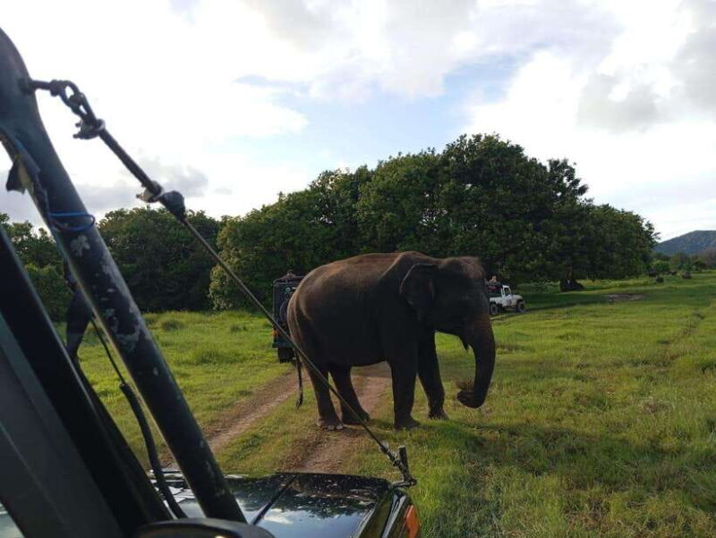 From Sigiriya/Habarana: Minneriya National Park Safari - Who Will Love This Safari?