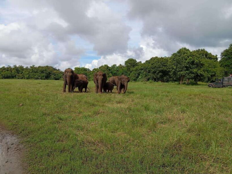 From Sigiriya/Habarana: Minneriya National Park Safari - Frequently Asked Questions