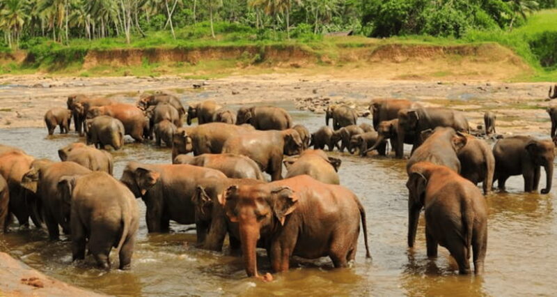 From Sigiriya: Kandy Trip with Elephant Orphanage Pinnawala - Key Points