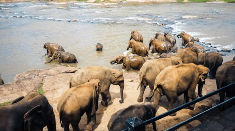 From Sigiriya: Kandy Trip with Elephant Orphanage Pinnawala - The Journey Through Kandy: What You Can Expect