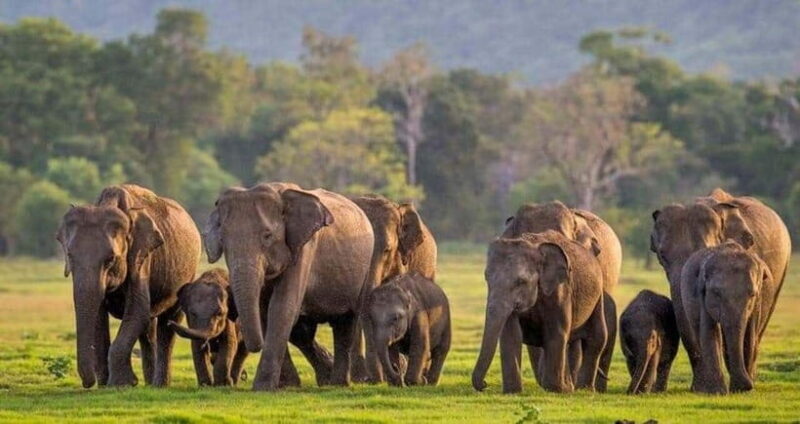 From Sigiriya : Kaudulla National Park Elephant Jeep Safari - Authentic Encounters and Responsible Tourism