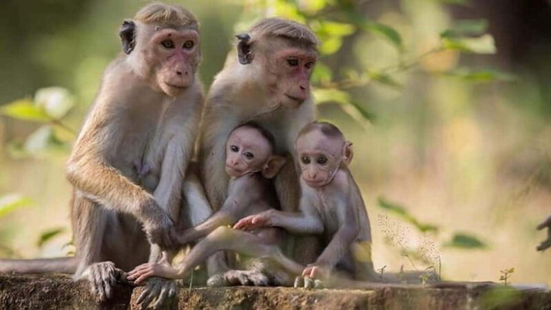 From Sigiriya : Kaudulla National Park Elephant Jeep Safari - FAQ
