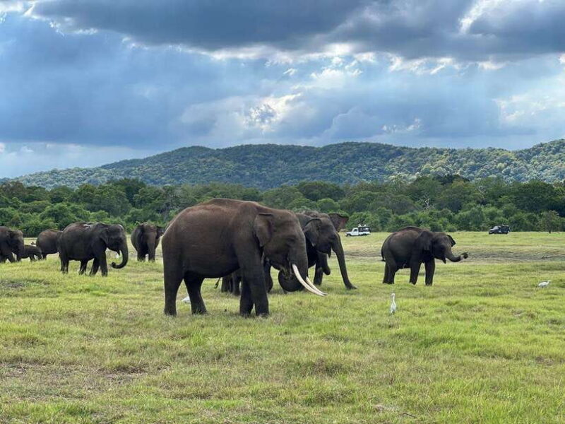 From Sigiriya: Kaudulla National Park Half-Day Jeep Safari - An In-Depth Look at the Safari Experience