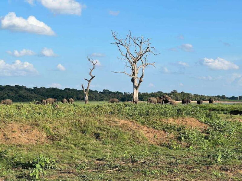 From Sigiriya: Kaudulla National Park Half-Day Jeep Safari - The Sum Up
