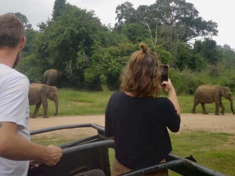 From Sigiriya: Minneriya National Park Eco Jeep Safari - Who Will Love This Tour?