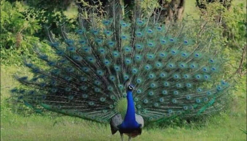 From Sigiriya: Minneriya National Park Elephant Safari - Final Thoughts