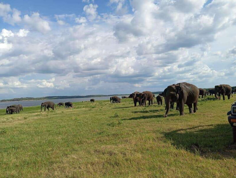 From Sigiriya: Minneriya National Park Half-Day Jeep Safari - What Travelers Say: Authentic Insights
