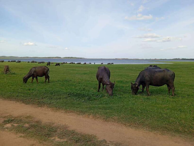 From Sigiriya: Minneriya National Park Half-Day Jeep Safari - Practical Details: Transport, Timing & Cost