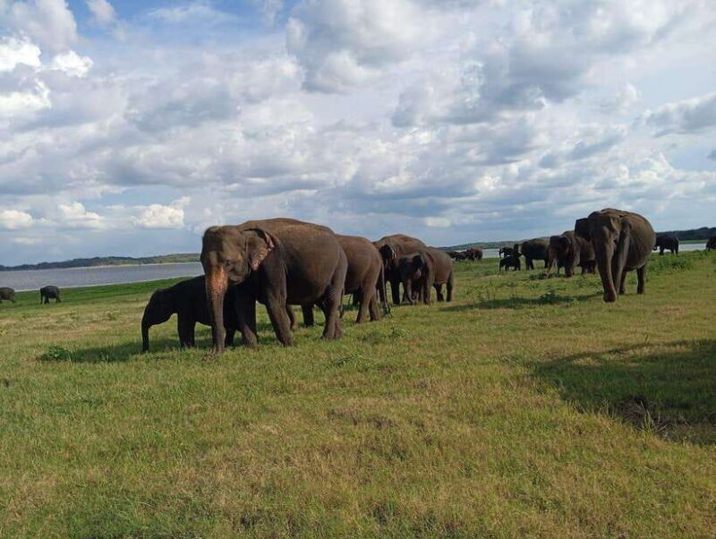 From Sigiriya: Minneriya National Park Half-Day Jeep Safari - FAQs