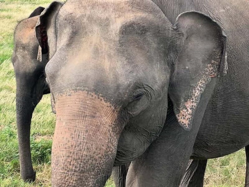 From Sigiriya: Minneriya National Park Private Jeep Safari - Practical Aspects of the Tour