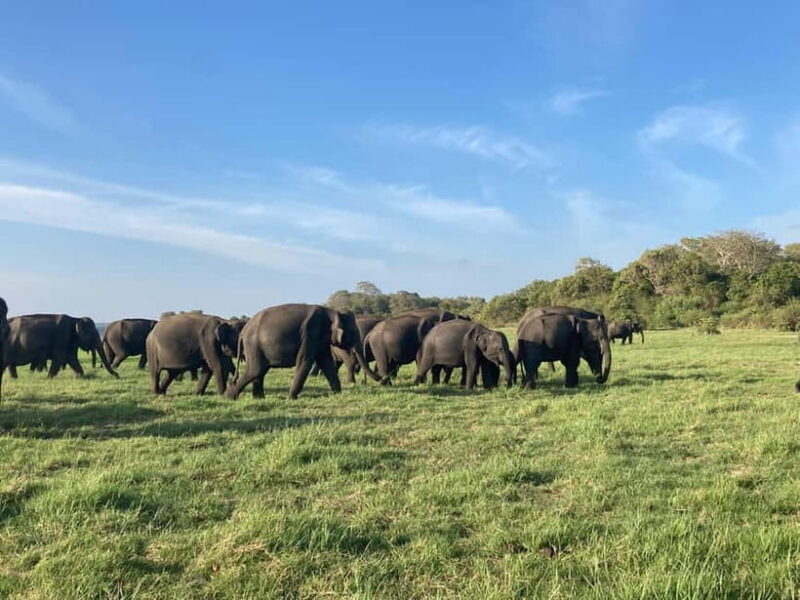 From Sigiriya: Minneriya National Park Private Jeep Safari - The Guide and the Experience