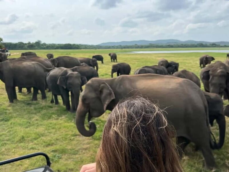 From Sigiriya: Minneriya National Park Private Jeep Safari - What to Consider Before Booking