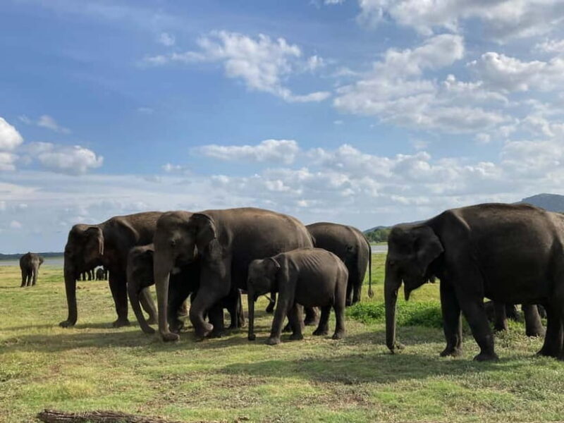 From Sigiriya: Minneriya National Park Private Jeep Safari - Final Thoughts