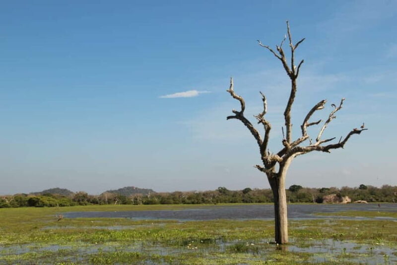From Sigiriya: Private 4X4 Safari to Where the Elephants Are - An In-Depth Look at the Safari Experience