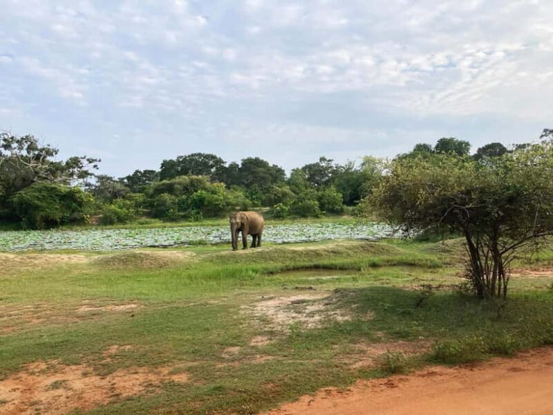 From Sigiriya: Private 4X4 Safari to Where the Elephants Are - The Sum Up