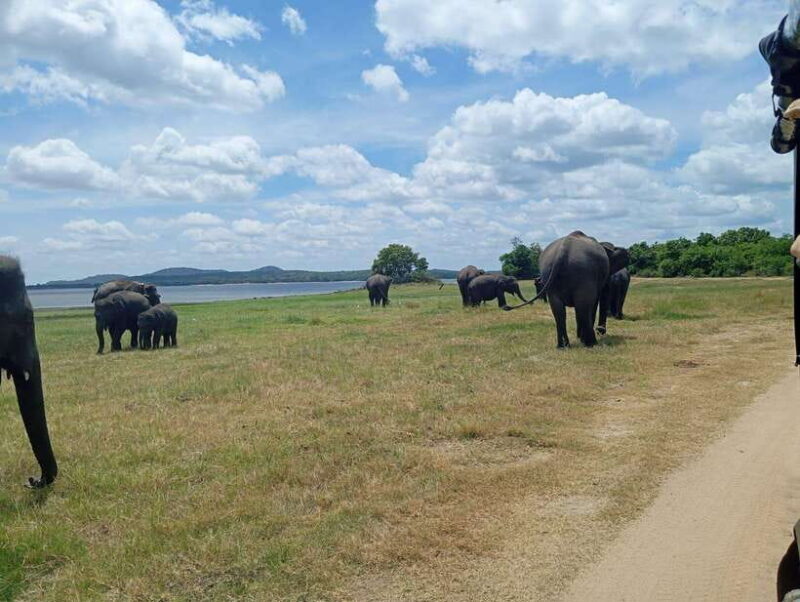 From Sigiriya: Sigiriya Lion Rock and Minneriya Jeep Safari - An Introduction to the Experience