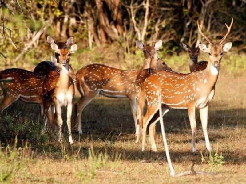 From Sigiriya: Wasgamuwa National Park Safari Adventure - From Sigiriya: Wasgamuwa National Park Safari Adventure – A Full Review