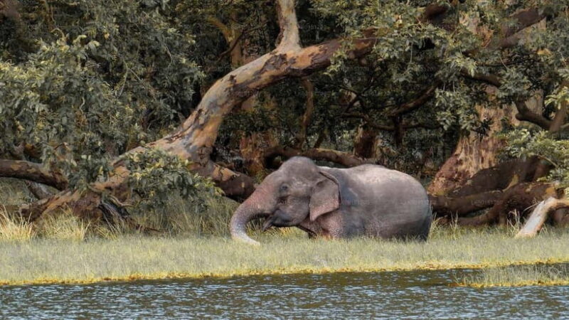From Sigiriya: Wilpattu National Park Private Jeep Safari - Detailed Breakdown of the Itinerary