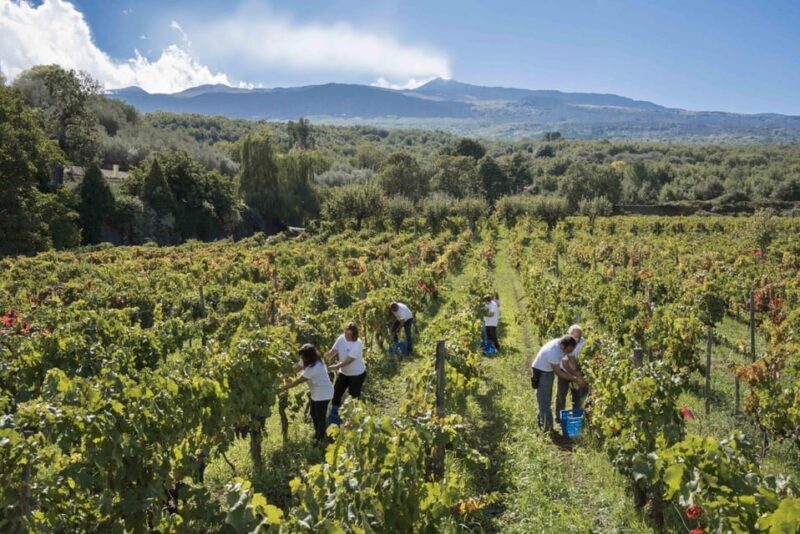 From Siracusa Day Tour To Etna Volcano, Winery and Taormina - Practical Details and How to Make the Most of the Tour