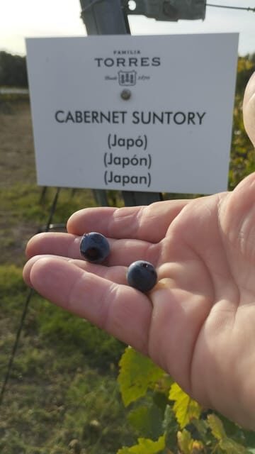 From Sitges: Wine Tasting at 2 Wineries, Snacks and Pickup - FAQ