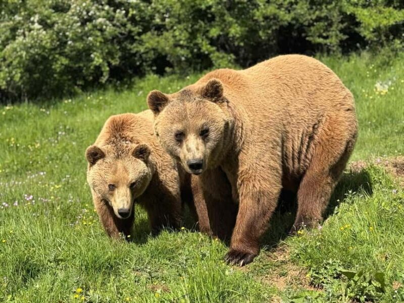 From Skopje:Day Trip to Pristina,Bear Sanctuary&Gadime Cave - The Experience: What Travelers Are Saying
