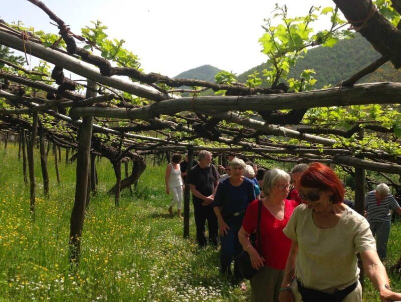 From Sorrento: Amalfi Coast Tour and Wine Tasting with Lunch - Exploring the Amalfi Coast from Sorrento: A Private Wine and Scenic Tour