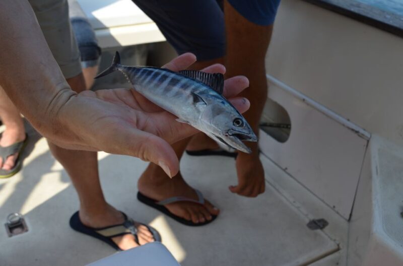 From Sorrento: Fishing in Capri with Lunch - Pricing and Value: Is It Worth It?